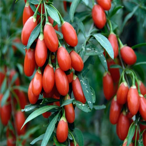Goji berry: propriedades e benefícios · Anatomia de uma leitora